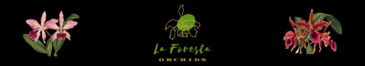 Why and How Light Levels Impact Orchid Bloom Colors – La Foresta Orchids
