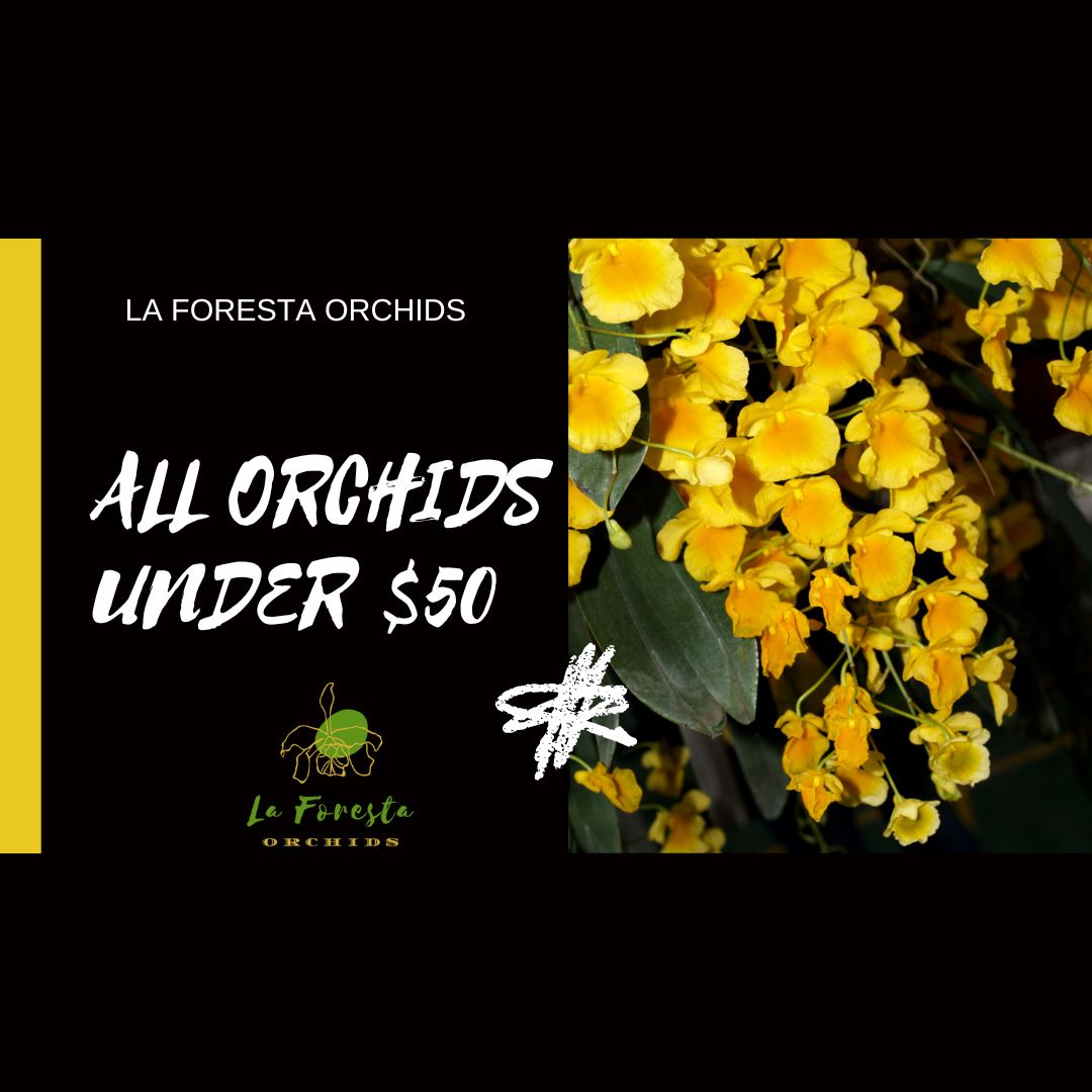Collections – La Foresta Orchids