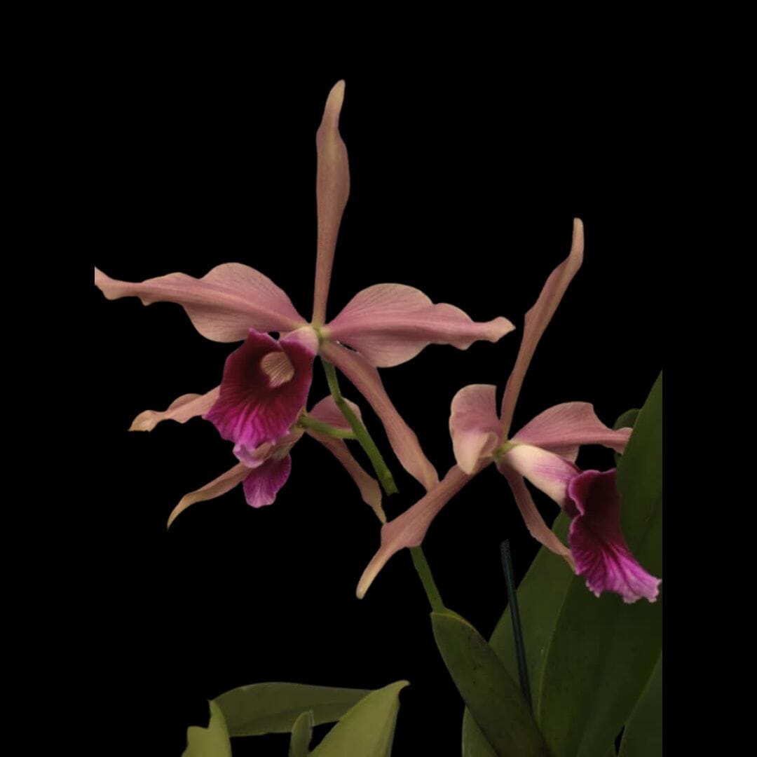 Cattleya Species - Primary Hybrids Names – La Foresta Orchids