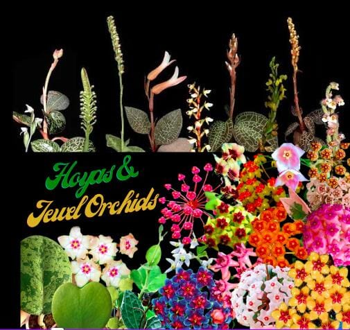 Hoya Specialty - Species & Hybrids – La Foresta Orchids
