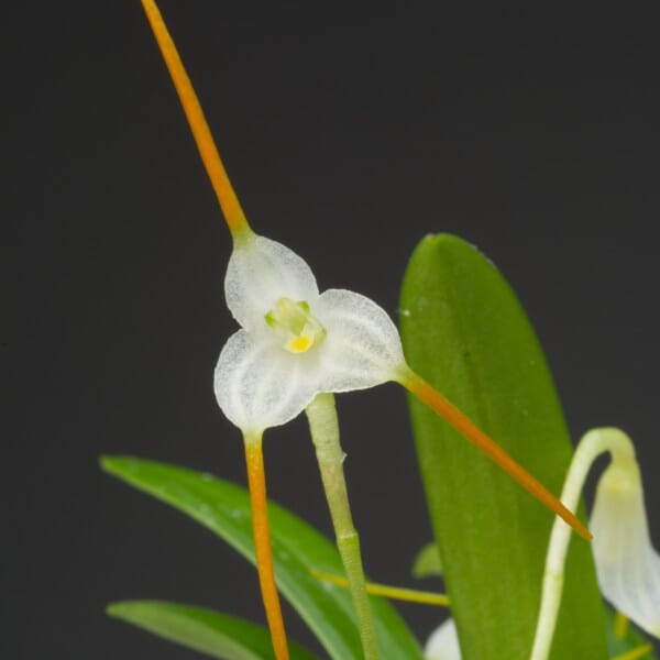 Masdevallia Species & Hybrids – La Foresta Orchids