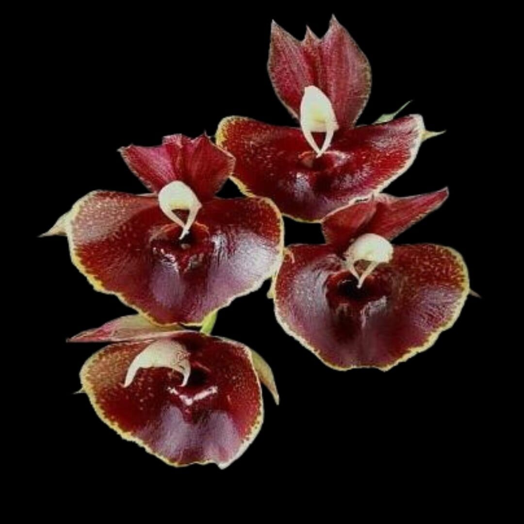 Other Species & Hybrids Orchids – La Foresta Orchids
