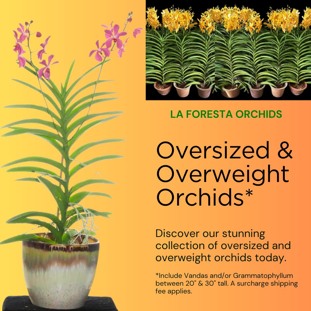 Oversize and Overweight Orchids – La Foresta Orchids