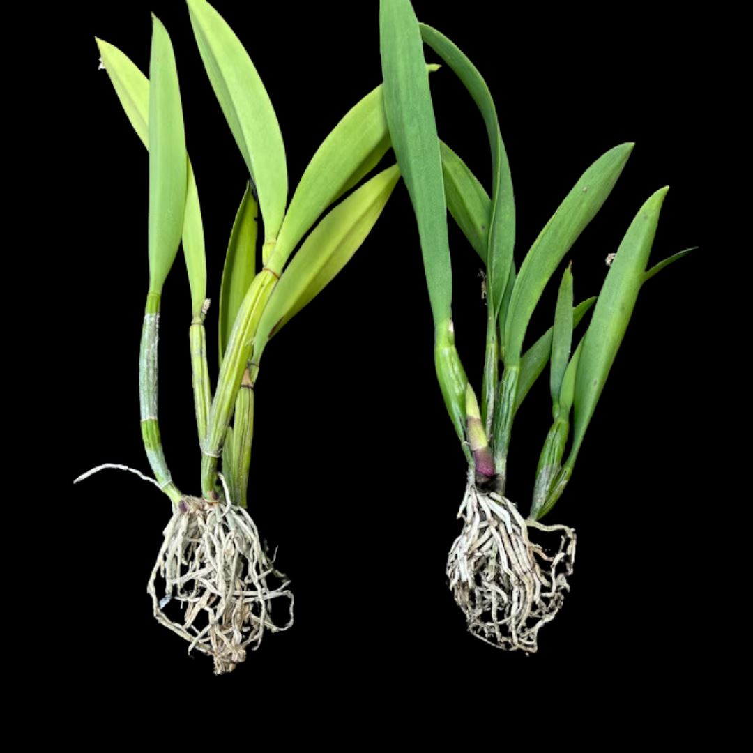 Selected Bare Root Orchid Divisions – La Foresta Orchids