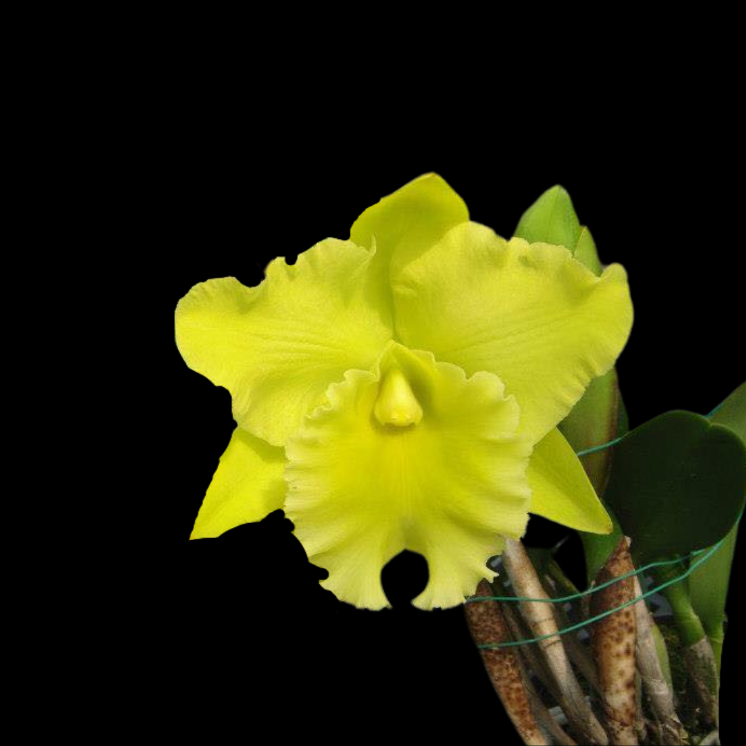 Cattleya Alliance: Rlc. Lustrous Jade – La Foresta Orchids