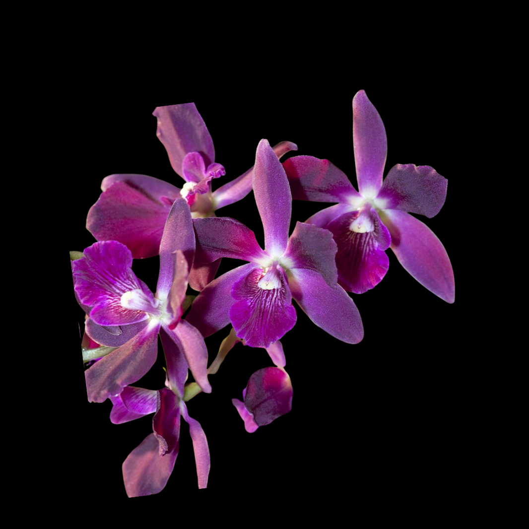 "La Foresta Orchids: Cattleya Orchids Species for Orchid's Collectors"