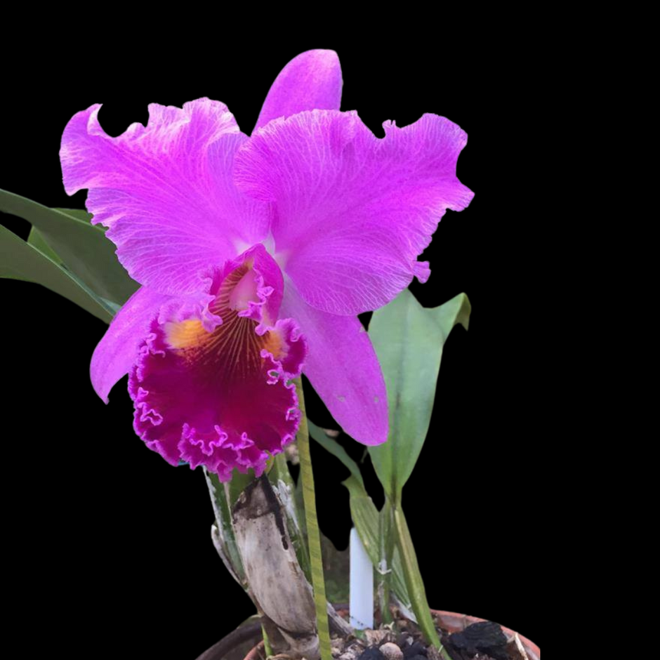 "La Foresta Orchids: Cattleya Orchids Species for Orchid's Collectors"