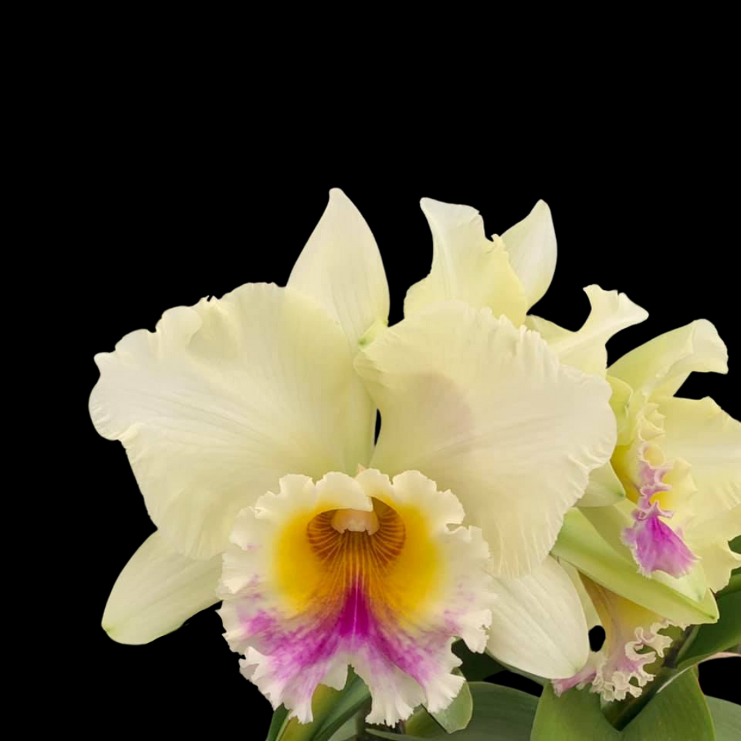 "La Foresta Orchids: Cattleya Orchids Species for Orchid's Collectors"