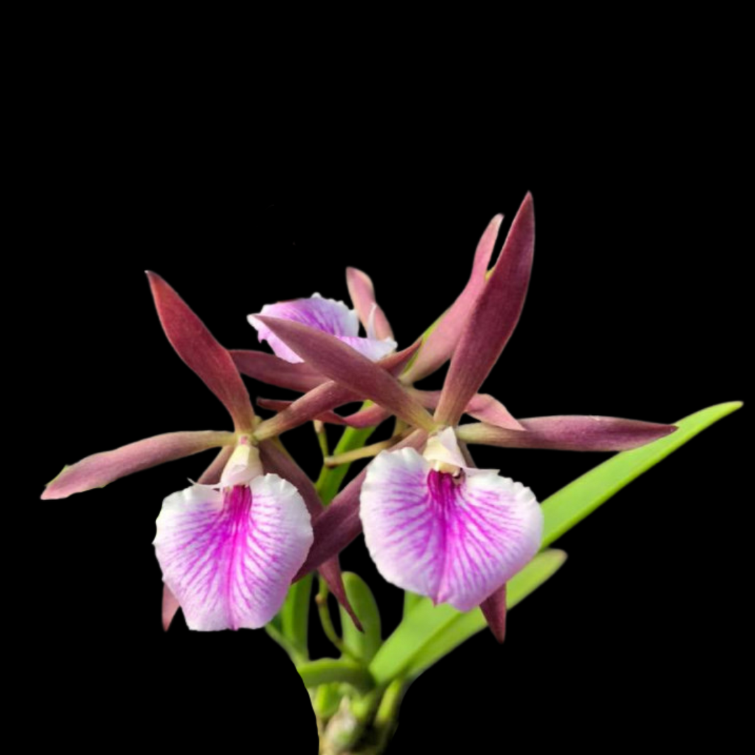 "La Foresta Orchids: Cattleya Orchids Species for Orchid's Collectors"