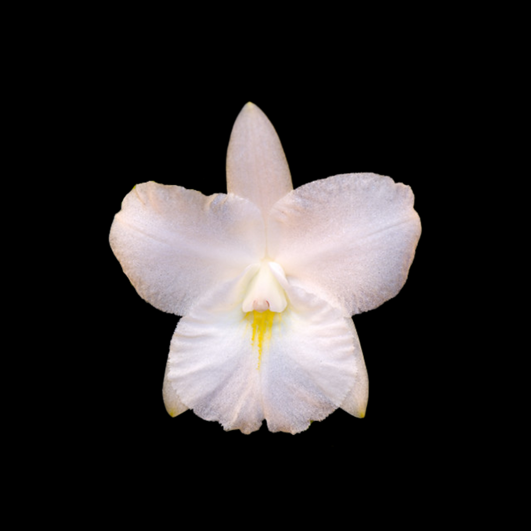 "La Foresta Orchids: Cattleya Orchids Species for Orchid's Collectors"