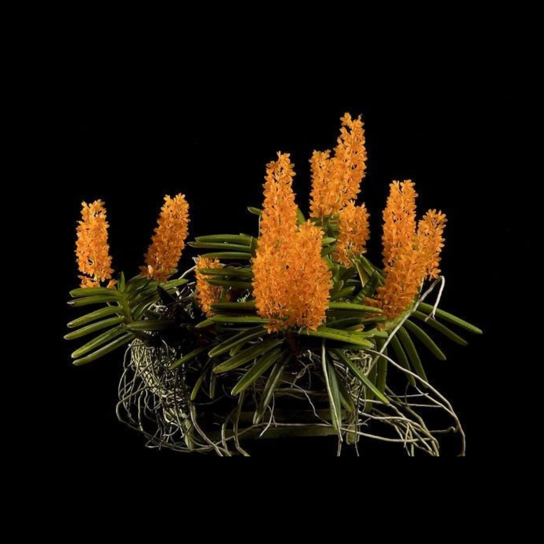 Ascocentrum miniatum – La Foresta Orchids