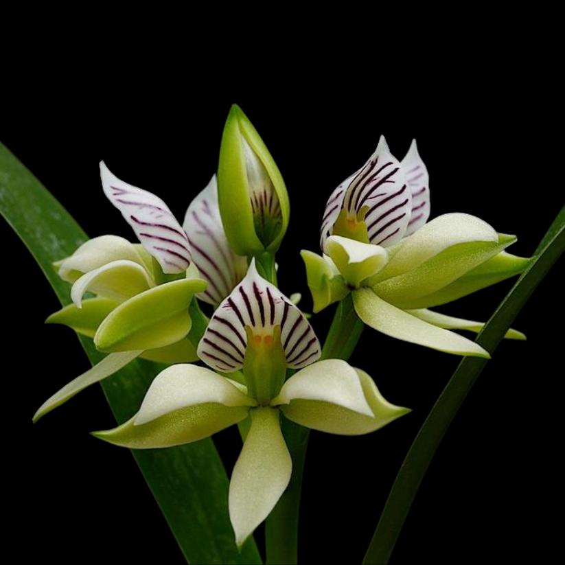 Encyclia fragrans – La Foresta Orchids
