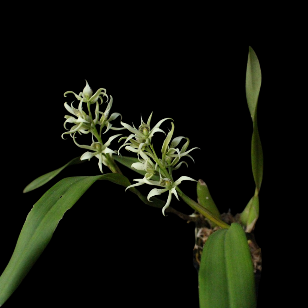 Encyclia fragrans – La Foresta Orchids