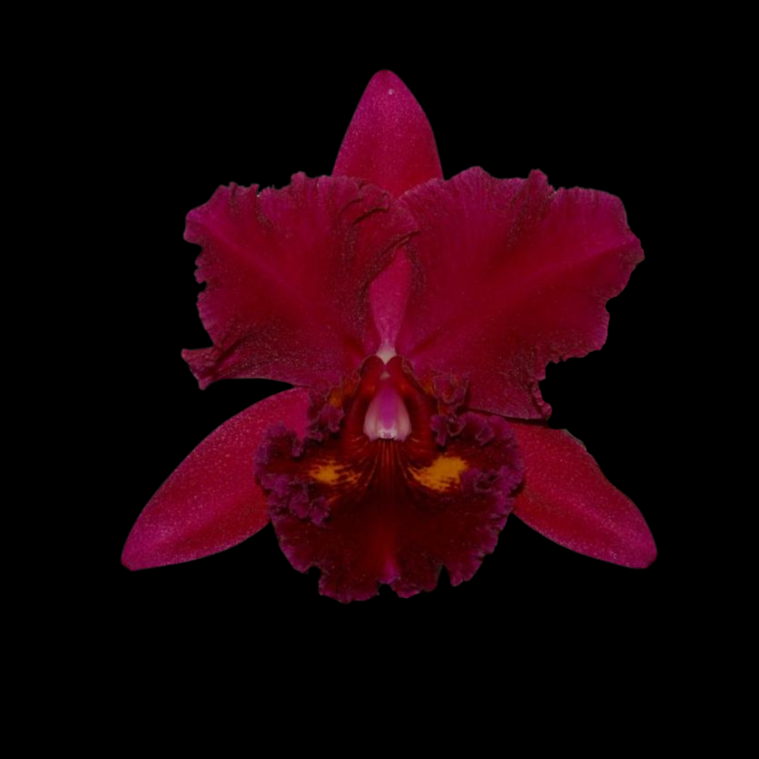 Cattleya Alliance: Blc. Sanyung Ruby 'Grand Dragon' AM/AOS – La Foresta Orchids