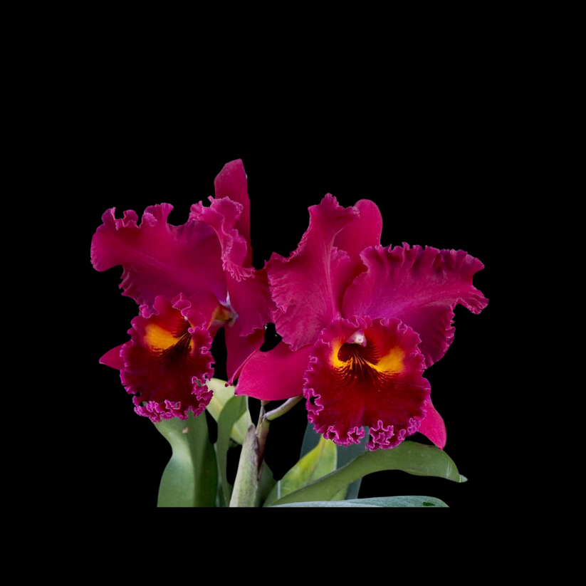 Cattleya Alliance: Blc. Sanyung Ruby 'Grand Dragon' AM/AOS – La Foresta ...