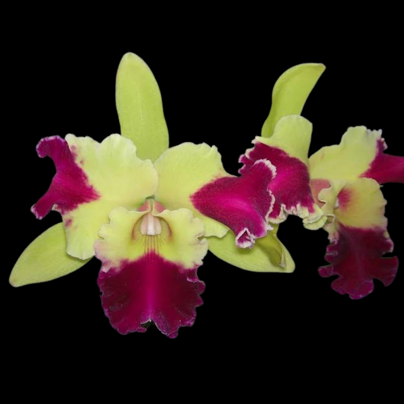 Cattleya Alliance: Rlc. Kat Red Panda 'Dragon Cat' – La Foresta Orchids