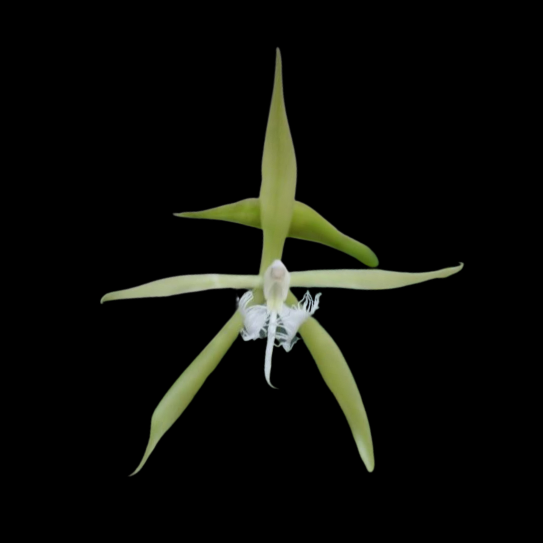Epidendrum Species & Hybrids – La Foresta Orchids