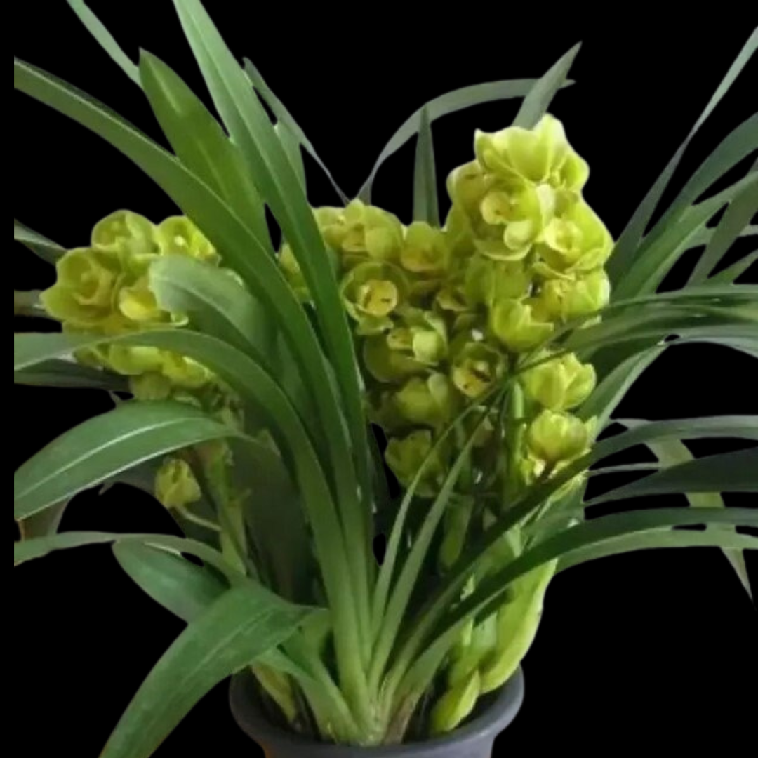 Cymbidium Eastern Wind 'Emerald' – La Foresta Orchids