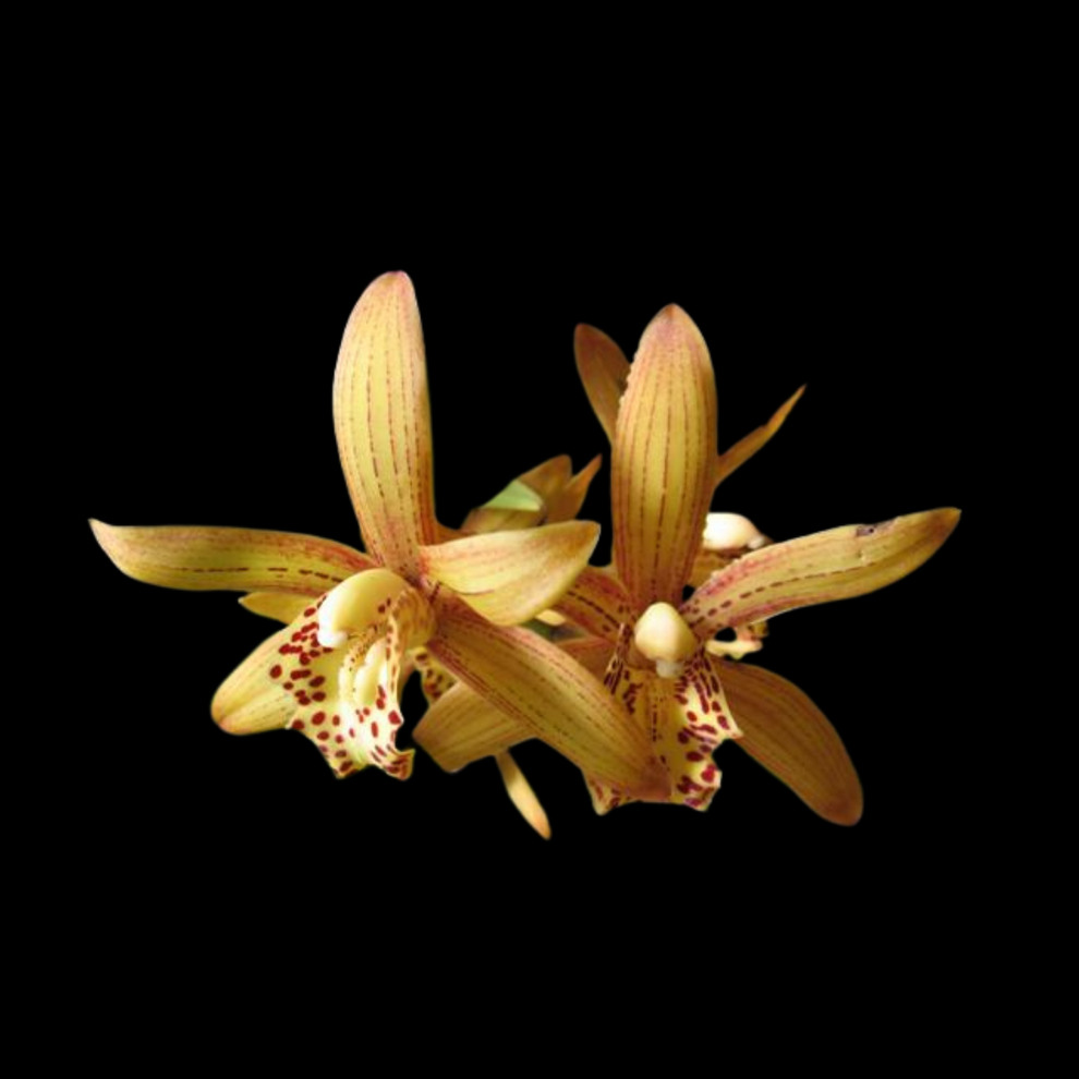 Cymbidium Chen's Ruby – La Foresta Orchids