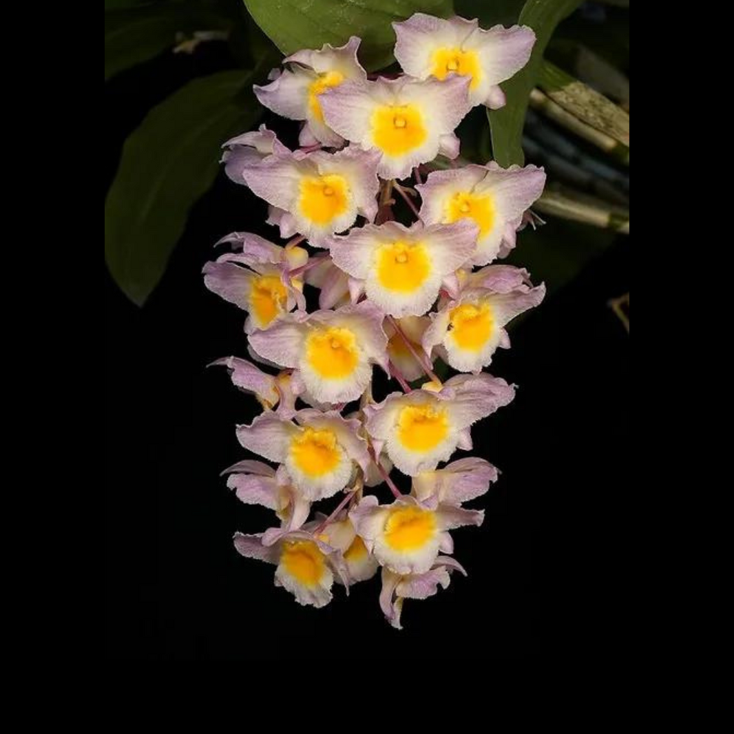 Dendrobium Species & Hybrids – La Foresta Orchids