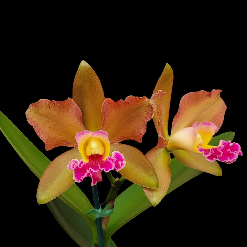 "La Foresta Orchids: Cattleya Orchids Species for Orchid's Collectors"