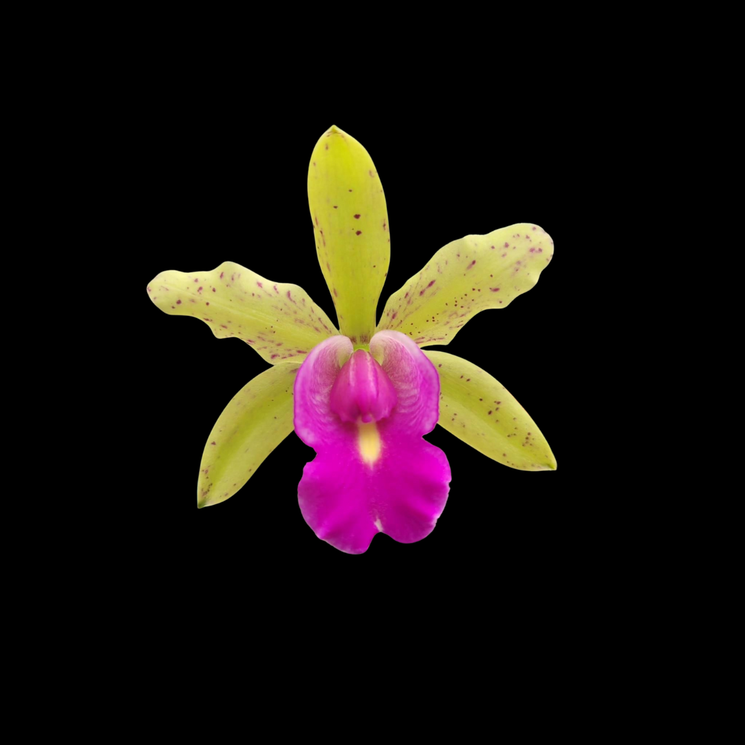 Cattleya Small World x Cattleya Triumphans – La Foresta Orchids