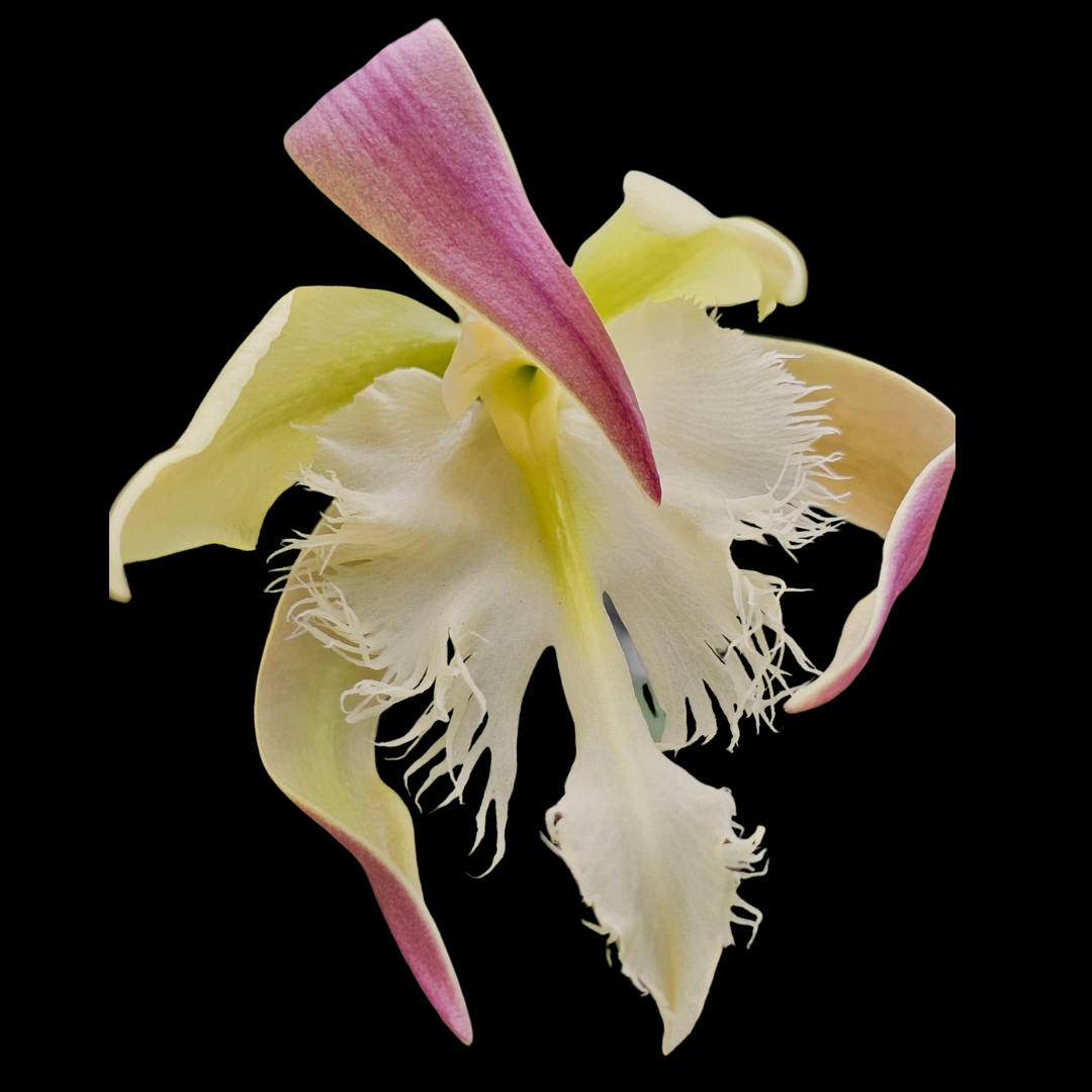 Rhyncholaelia digbyana x Epidendrum ciliare - Rhychodendrum Cabalgata ...