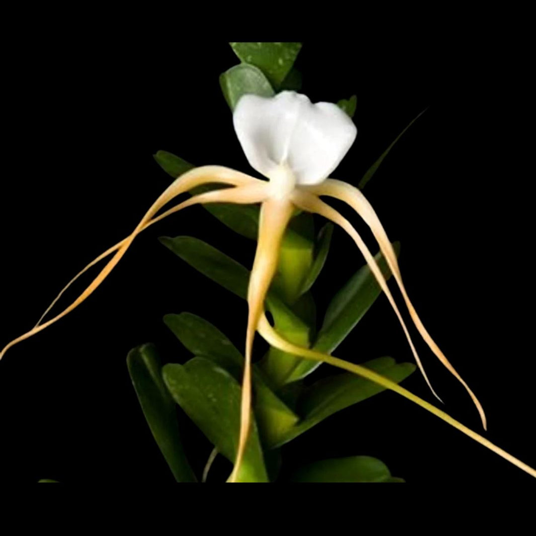 All Orchids – La Foresta Orchids