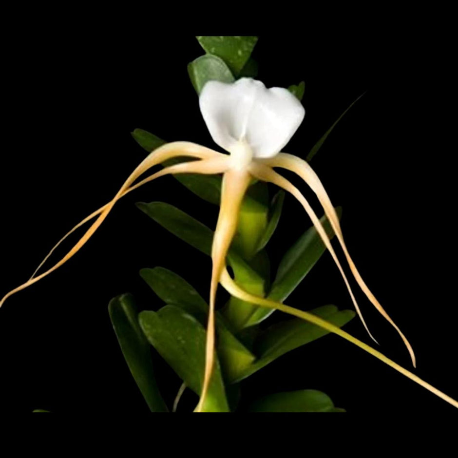 Angraecum Species & Hybrids – La Foresta Orchids