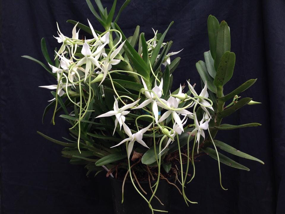 Angraecum florulentum – La Foresta Orchids