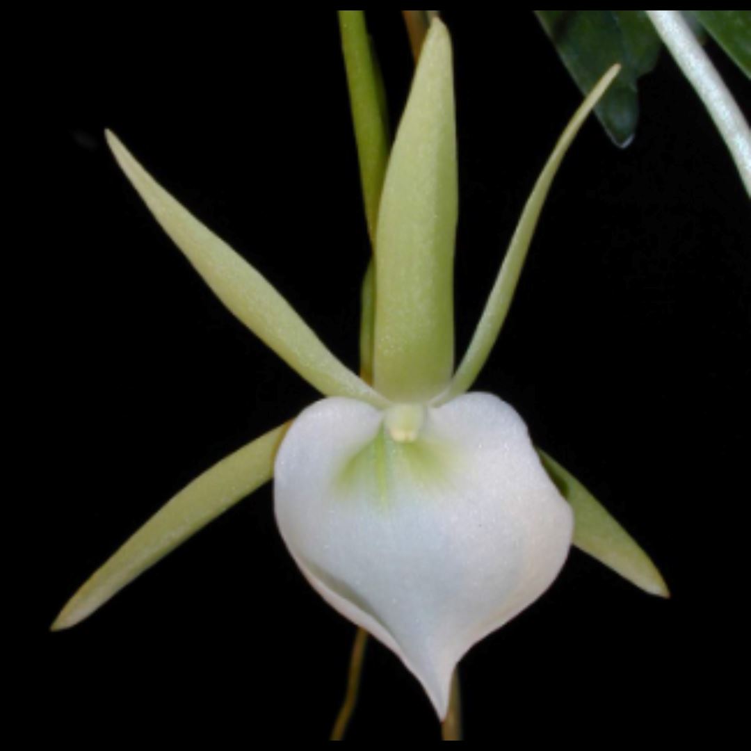 Angraecum praestans – La Foresta Orchids