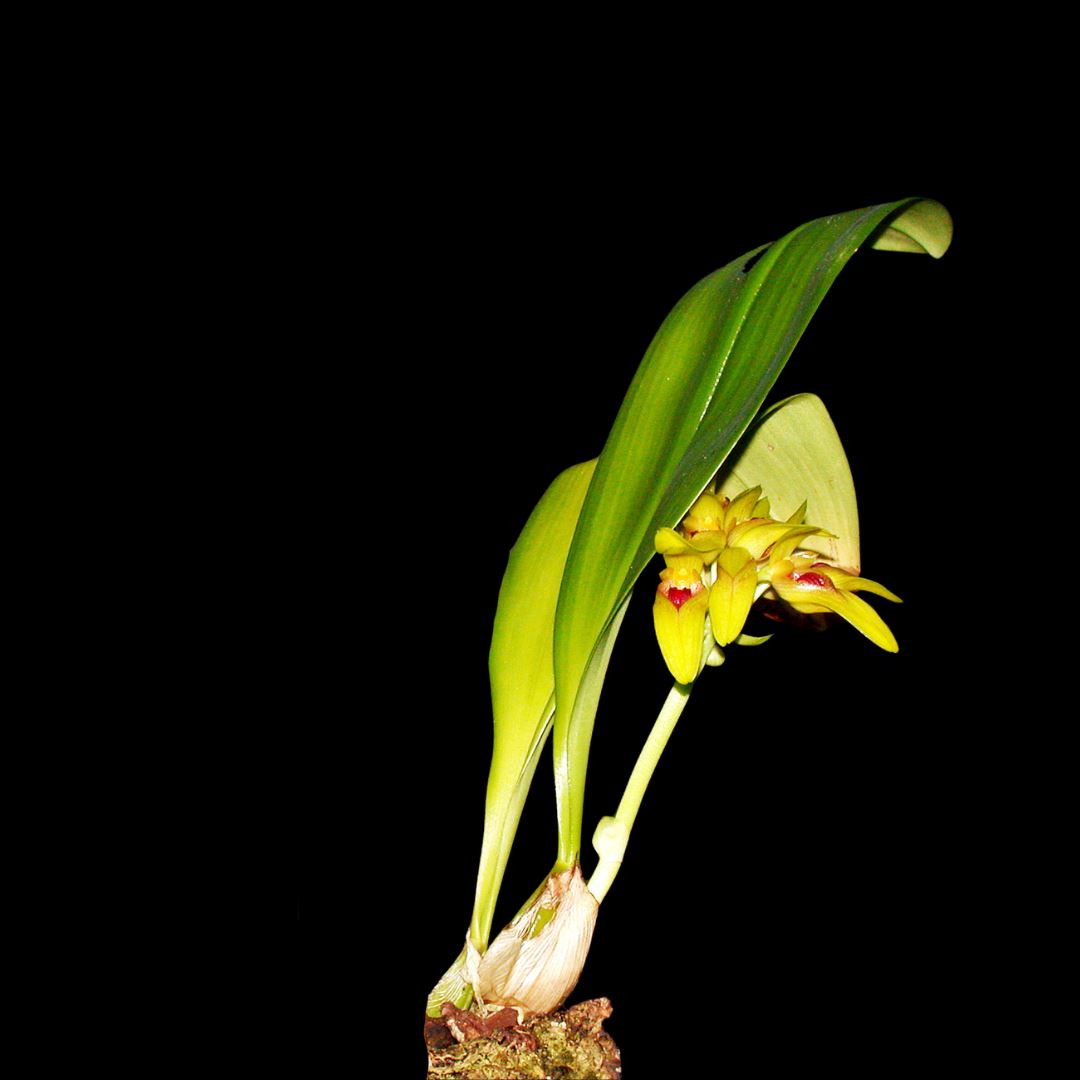Bulbophyllum graveolens – La Foresta Orchids