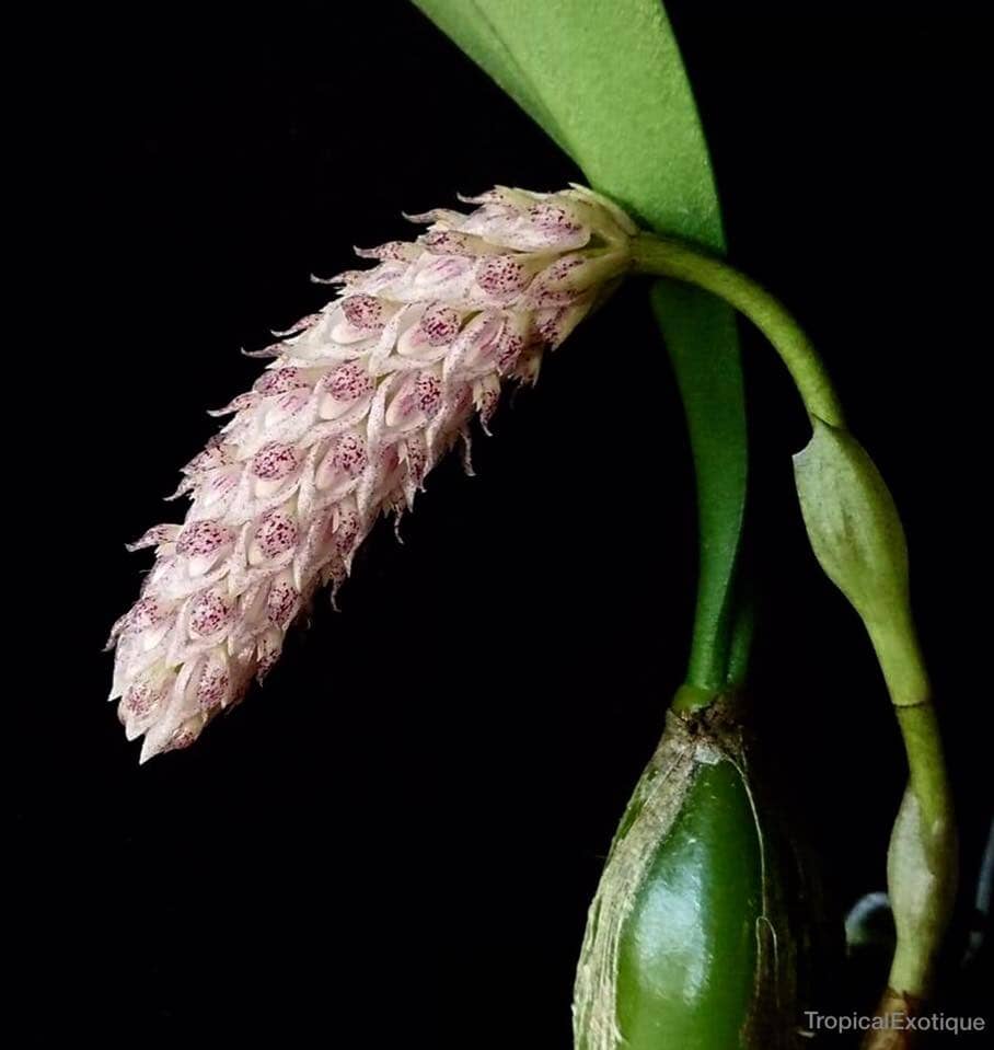 Bulbophyllum lilacinum – La Foresta Orchids