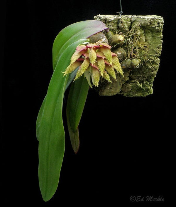 Bulbophyllum phalaenopsis x Bulbophyllum frostii – La Foresta Orchids