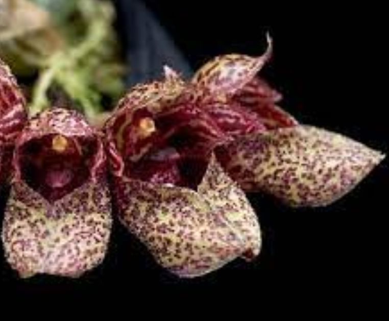 Bulbophyllum Species & Hybrids – La Foresta Orchids