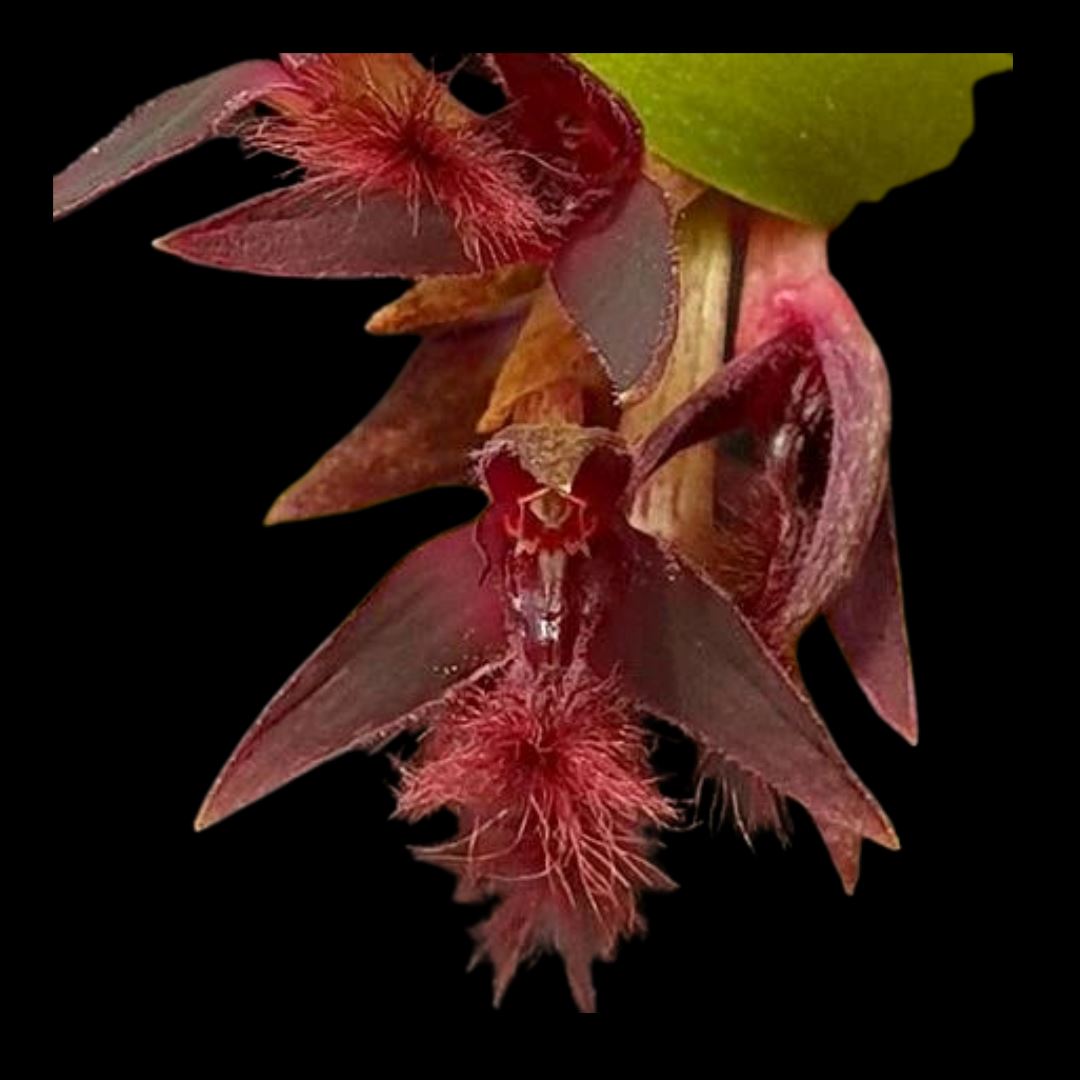 Bulbophyllum tremulum – La Foresta Orchids