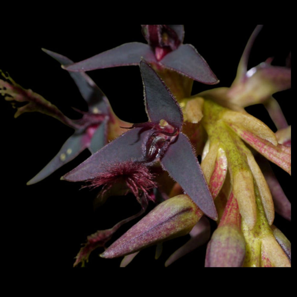 Bulbophyllum tremulum – La Foresta Orchids