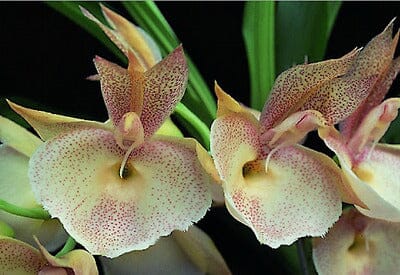 Catasetum pileatum var. ‘Red Pena’ HCC/AOS – La Foresta Orchids