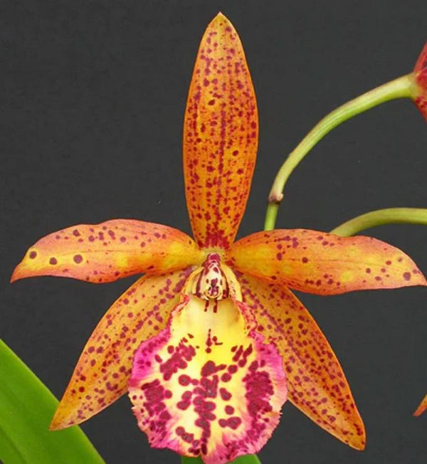 Cattleya Alliance: Bc. Rustic Spot – La Foresta Orchids