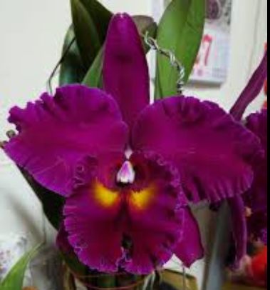 Cattleya Alliance: Blc. Chang Ding Red Dragon – La Foresta Orchids