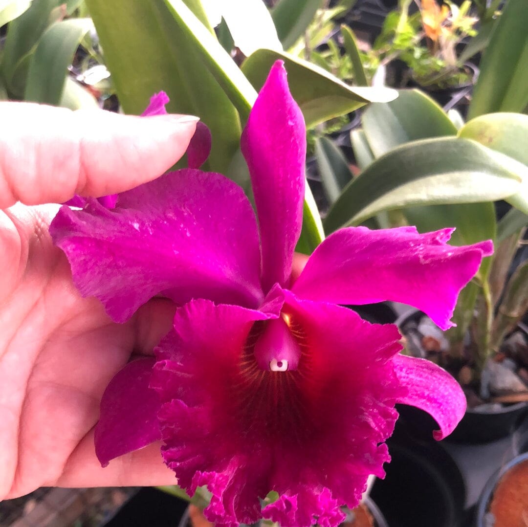 Cattleya Alliance - Blc. King of Taiwan – La Foresta Orchids