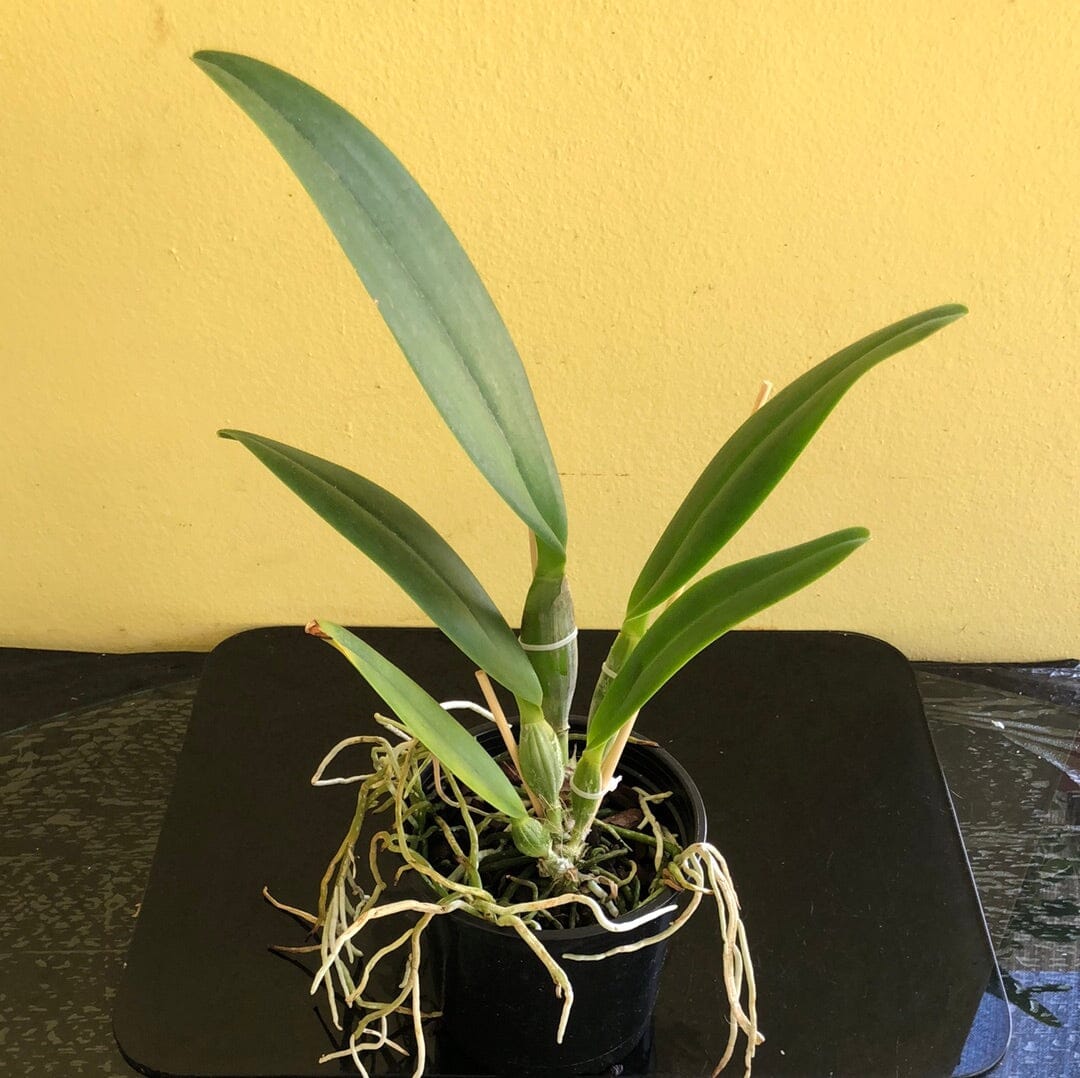 Cattleya Alliance - Cattleya Bob Betts 'The Conqueror' – La Foresta Orchids