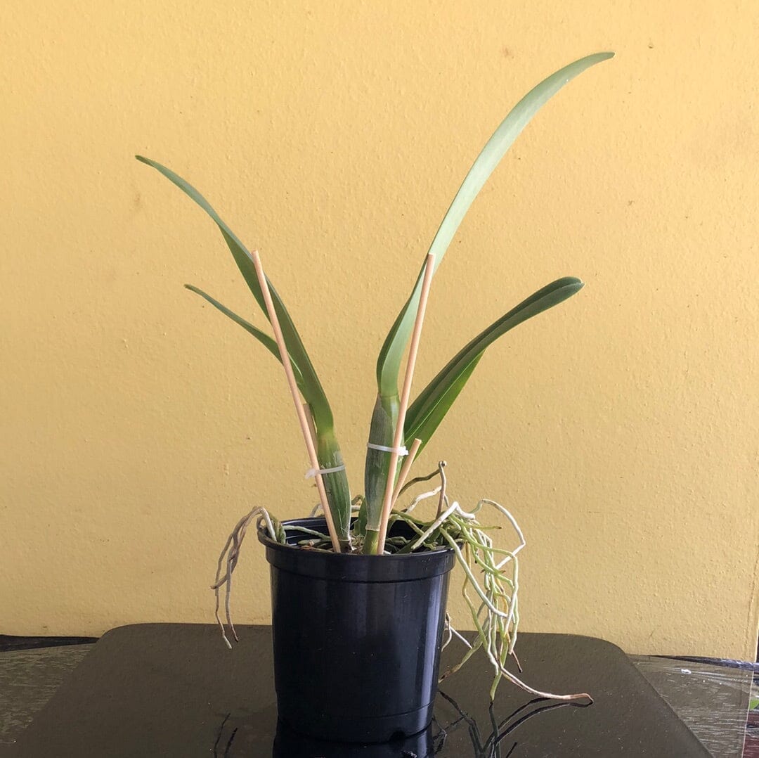 Cattleya Alliance - Cattleya Bob Betts 'The Conqueror' – La Foresta Orchids