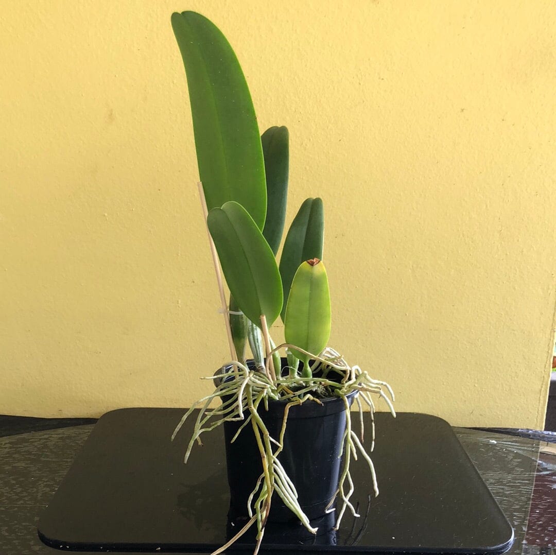 Cattleya Alliance - Cattleya Bob Betts 'The Conqueror' – La Foresta Orchids