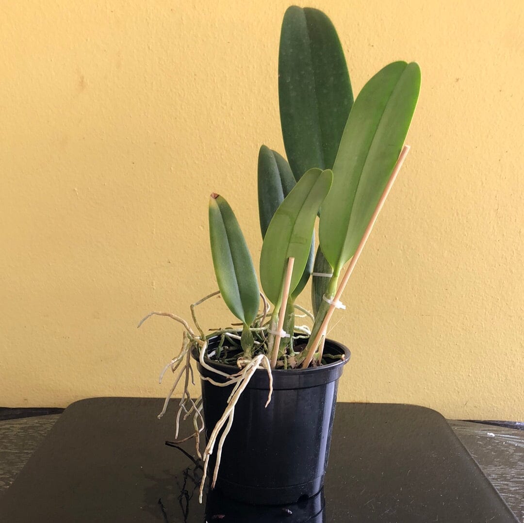 Cattleya Alliance - Cattleya Bob Betts 'The Conqueror' – La Foresta Orchids