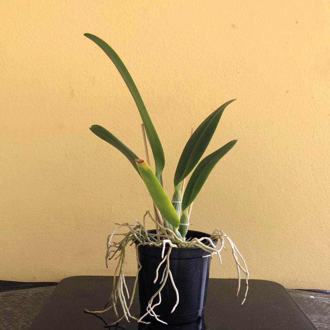 Cattleya Alliance - Cattleya Bob Betts 'The Conqueror' – La Foresta Orchids