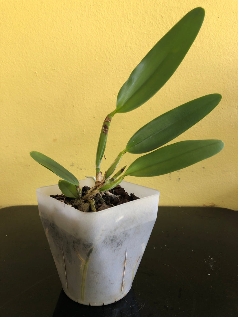 Cattleya Alliance: Cattleya Small World x Cattleya Toshie Aoki – La ...