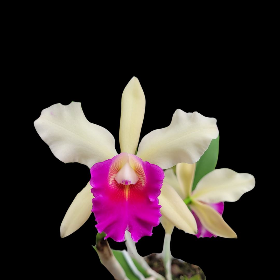 Cattleya Alliance: Cattleya Small World x Cattleya Toshie Aoki – La ...