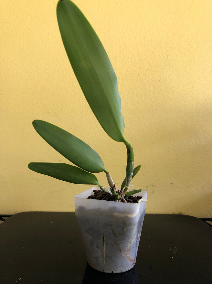 Cattleya Alliance: Cattleya Small World x Cattleya Toshie Aoki – La ...