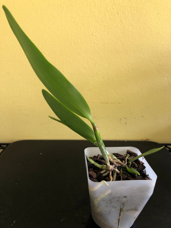 Cattleya Alliance: Cattleya Small World x Cattleya Toshie Aoki – La ...